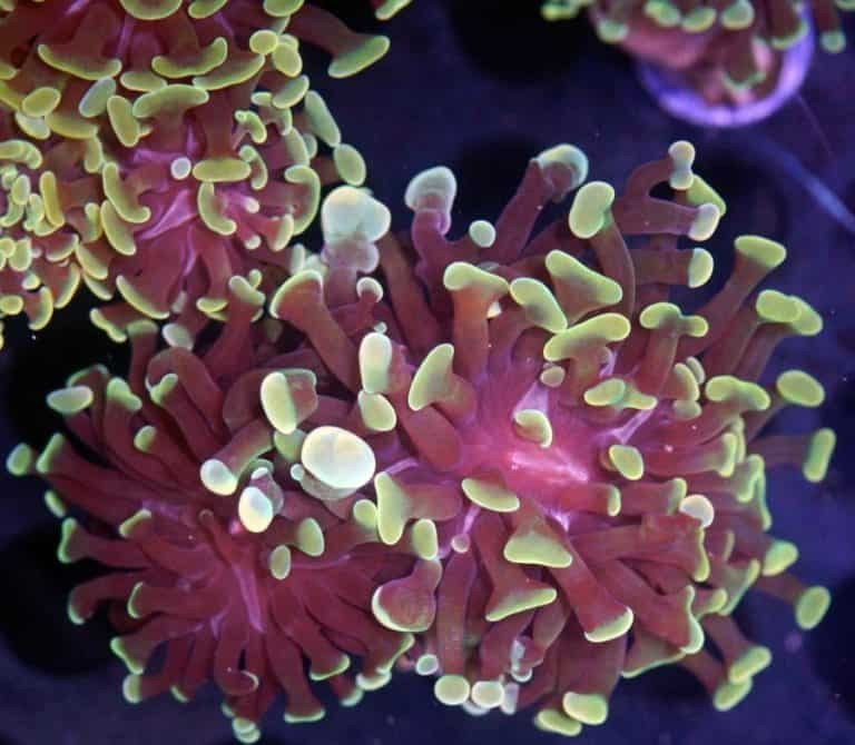 GOLD BRANCHING HAMMER – Mi Arrecife