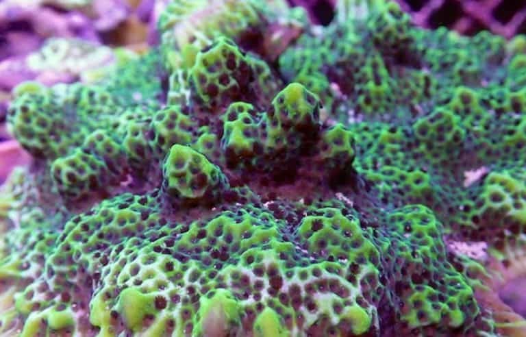 Confusa Montipora – Mi Arrecife