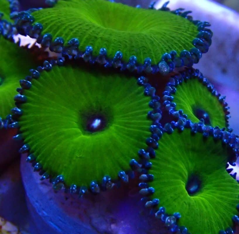 Nuclear Green Paly - Mi Arrecife