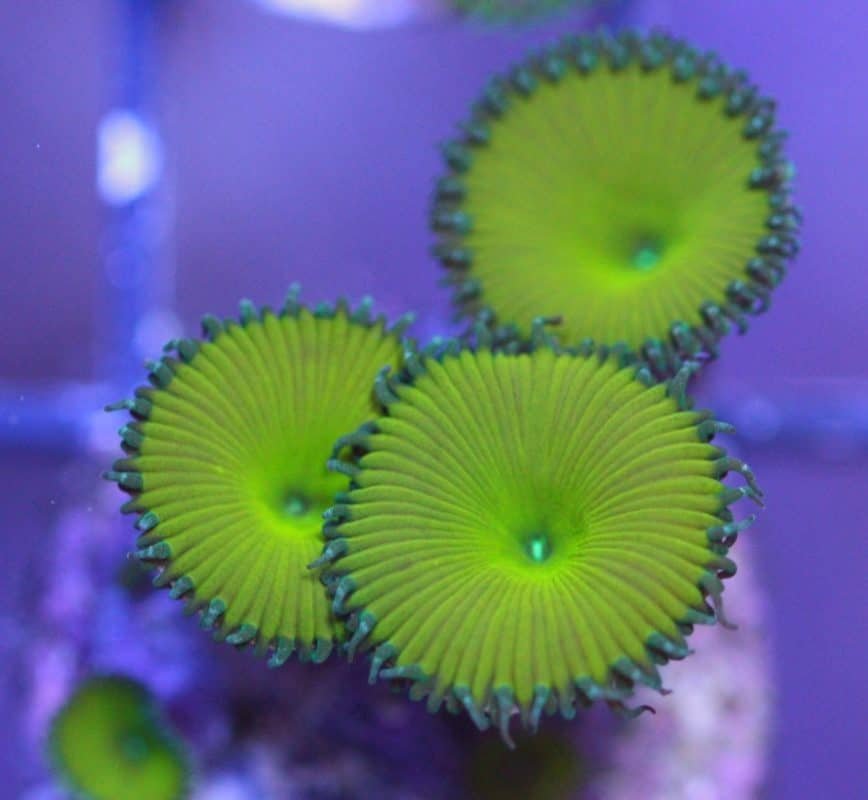 Nuclear Green Paly - Mi Arrecife