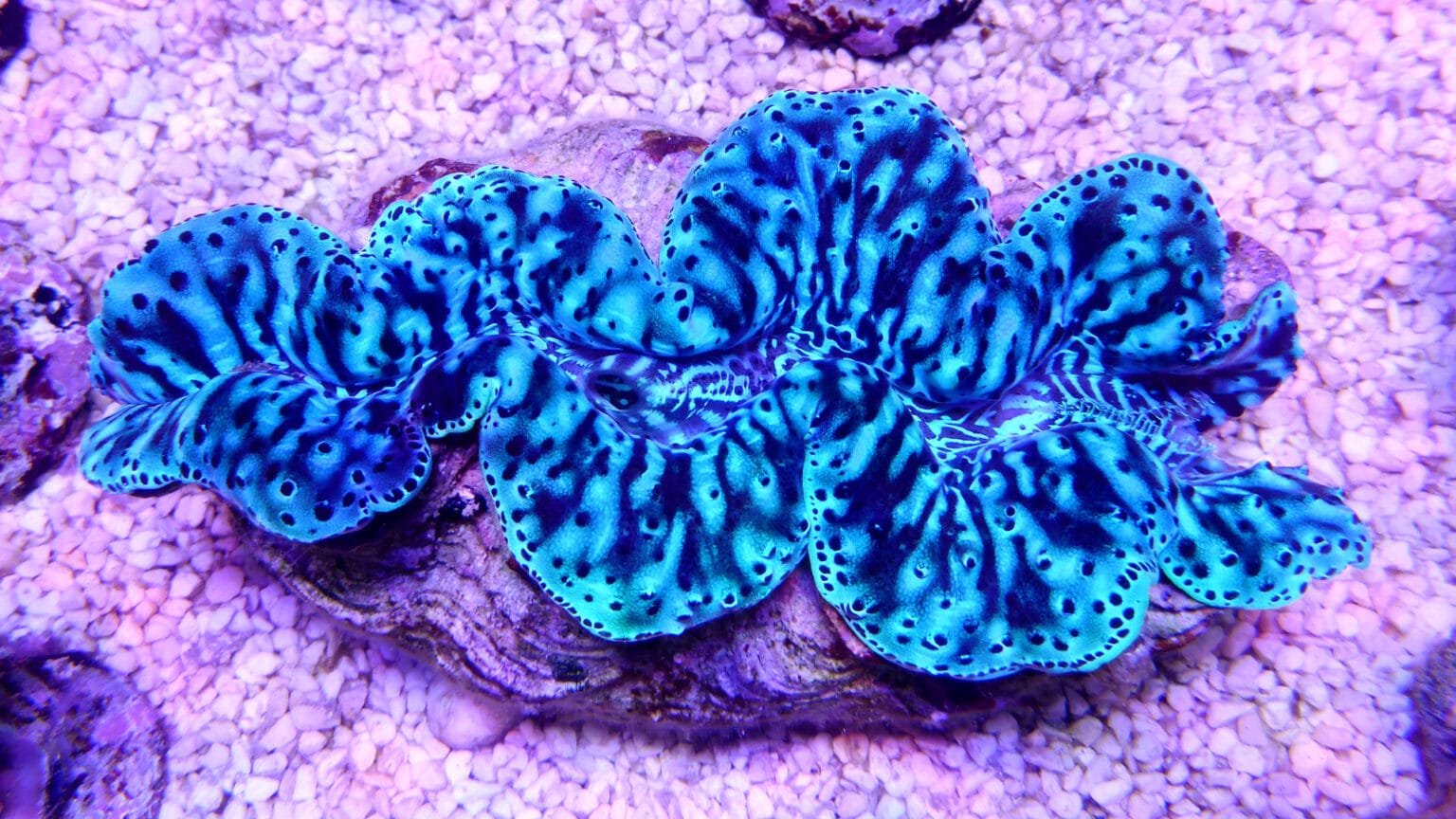 TRIDACNA MAXIMA (ULTRA BLUE) – Mi Arrecife