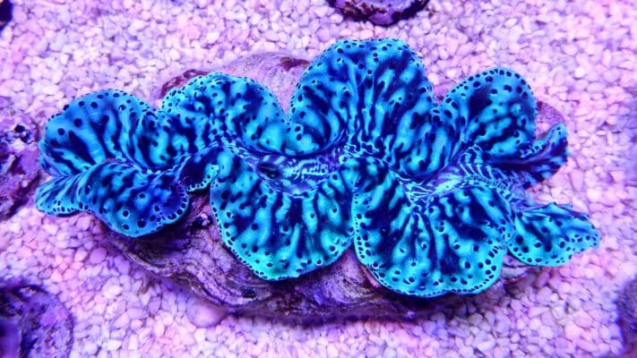 TRIDACNA MAXIMA (ULTRA BLUE) – Mi Arrecife